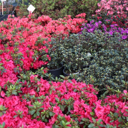 Rododendrony a venkovní azalky